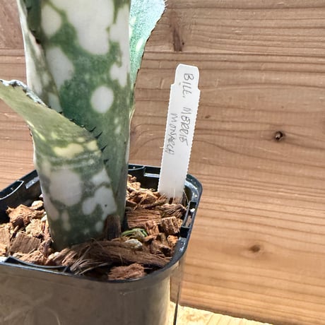 ビルベルギア 'メリーモナーク' | GREEN LUCK