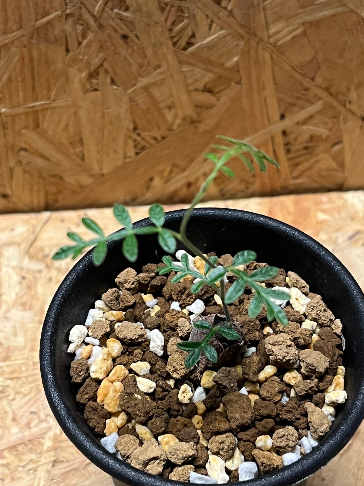 オペルクリカリア ヒファエノイデス | GREEN LUCK