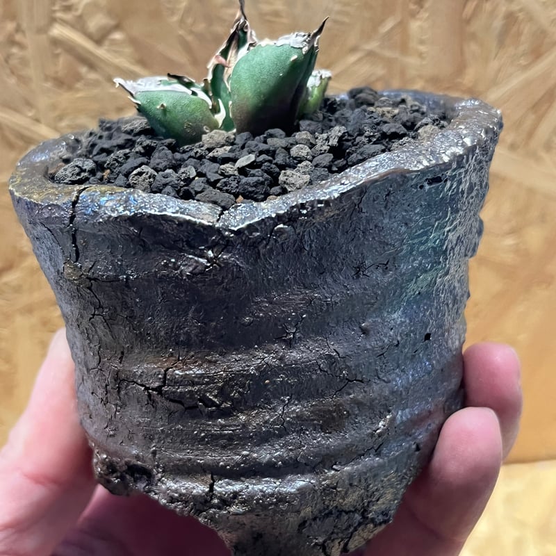 アガベ チタノタ 金鯨×伝市鉢 穴窯 | GREEN LUCK アガベ チタノタ 金鯨×伝市鉢 穴窯 | GREEN LUCK