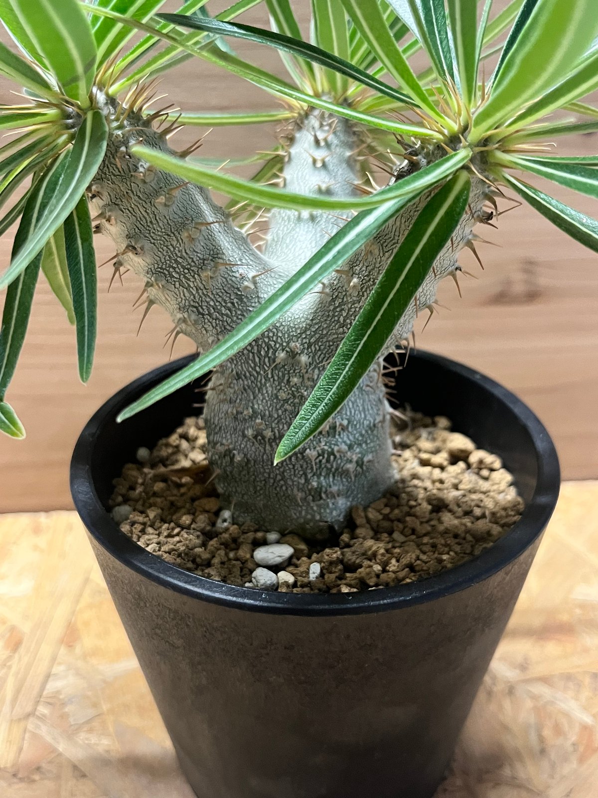 パキポディウム グラキリス | GREEN LUCK