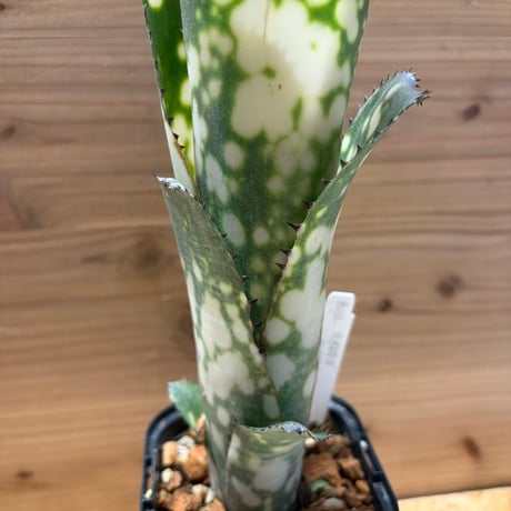 ビルベルギア 'メリーモナーク' | GREEN LUCK