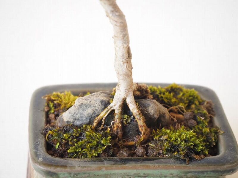 石付きカエデ 樹高15cm | 盆栽なんごくオンラインストア 石付きカエデ 樹高15cm | 盆栽なんごくオンラインストア