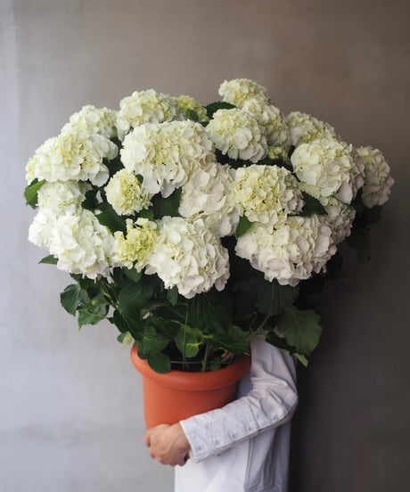 紫陽花「シュガーホワイト」 （鉢物) | Ours flower