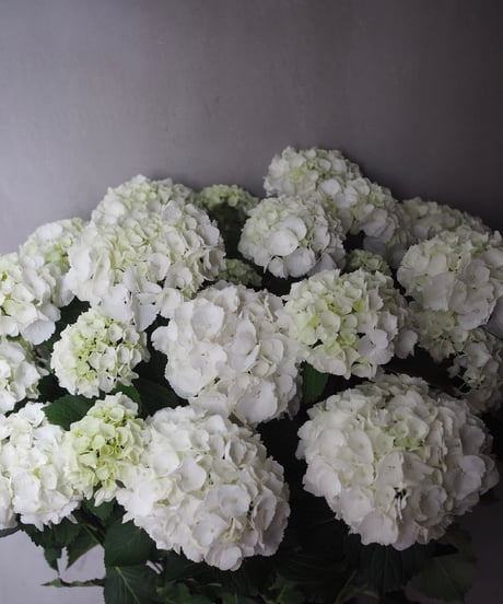 紫陽花「シュガーホワイト」 （鉢物) | Ours flower