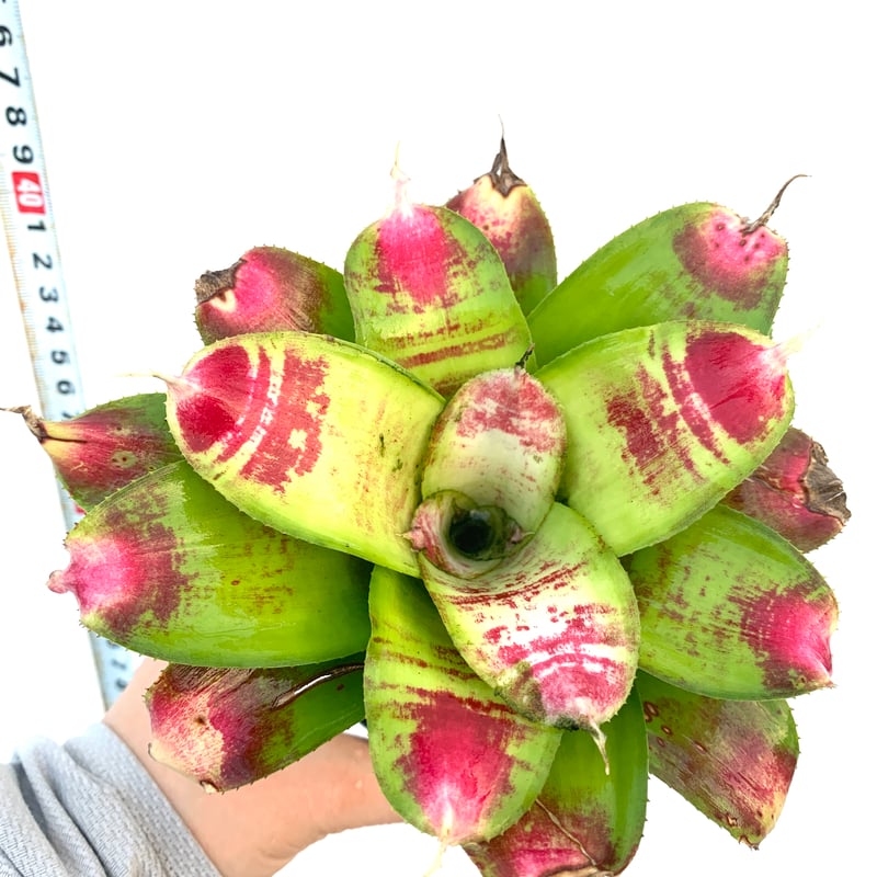 送料タイプB】 Neoregelia 'Best of Show' ネオレゲリア ベスト 送料タイプB】 Neoregelia 'Best of Show' ネオレゲリア ベスト