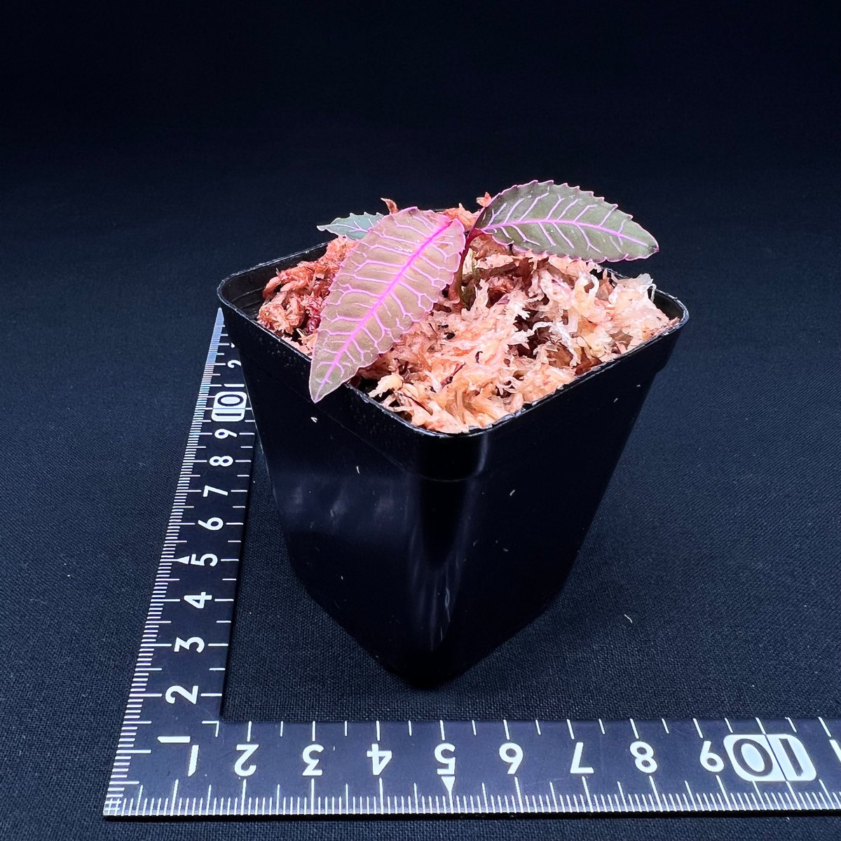 ラビシア sp.マレーシア サラワク | MaCO frog design