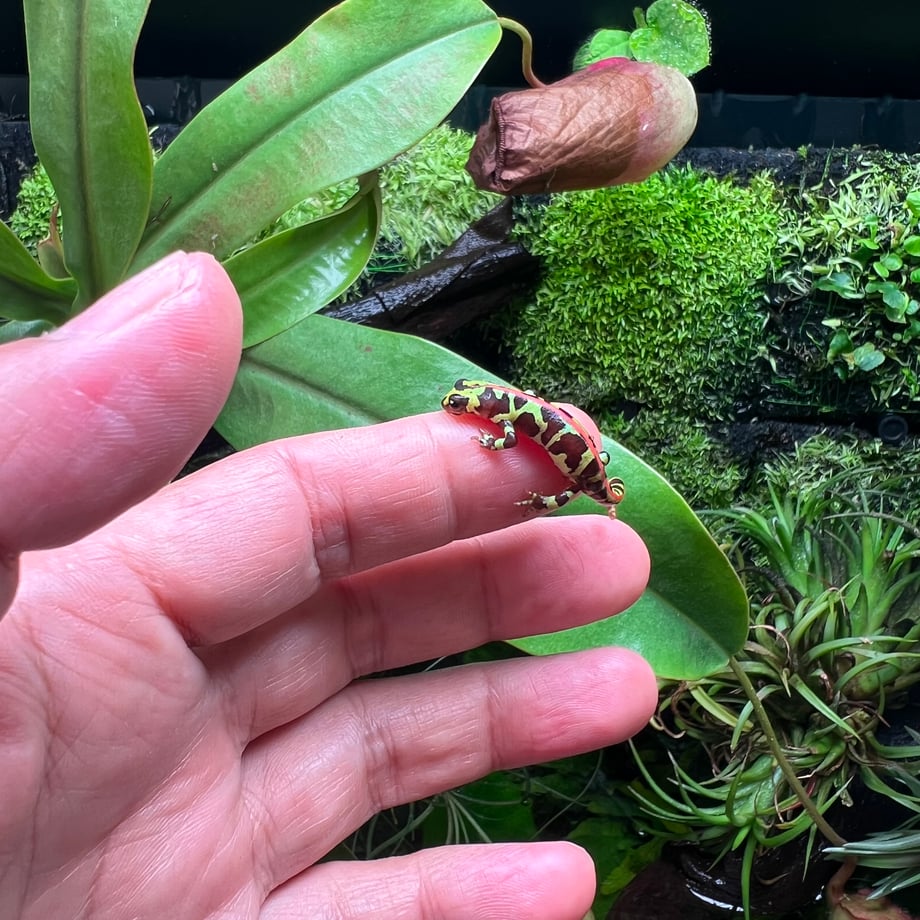 マダライモリ | MaCO frog design