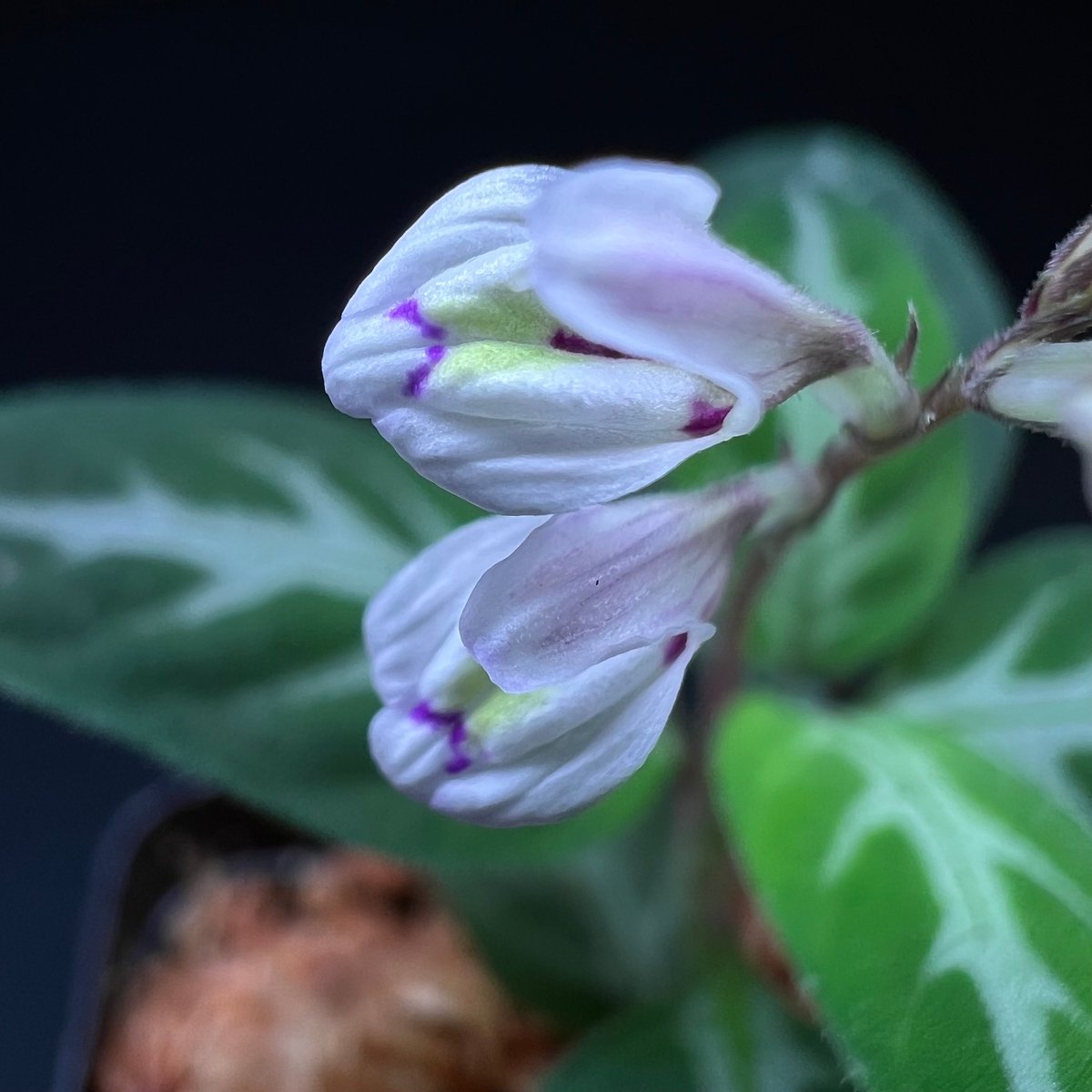 ジャスティシア sp. | MaCO frog design