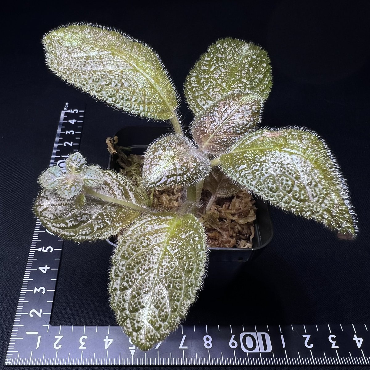 エピスシア sp. | MaCO frog design