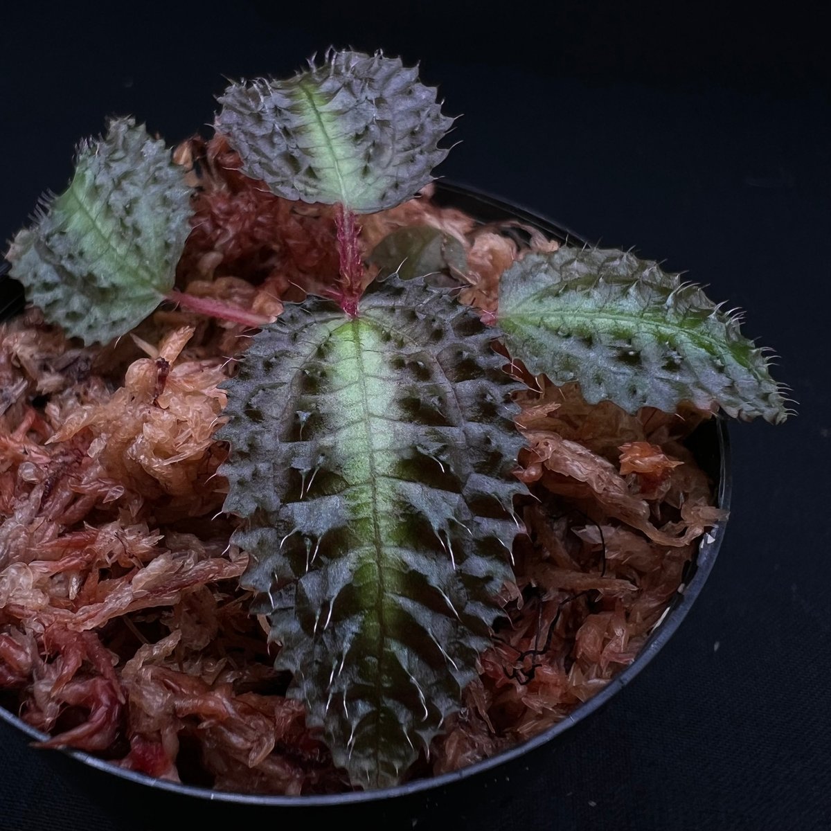 トリオネラ sp. | MaCO frog design