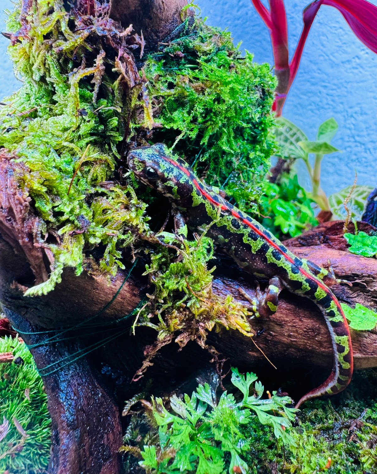 カージスマダライモリ | MaCO frog design