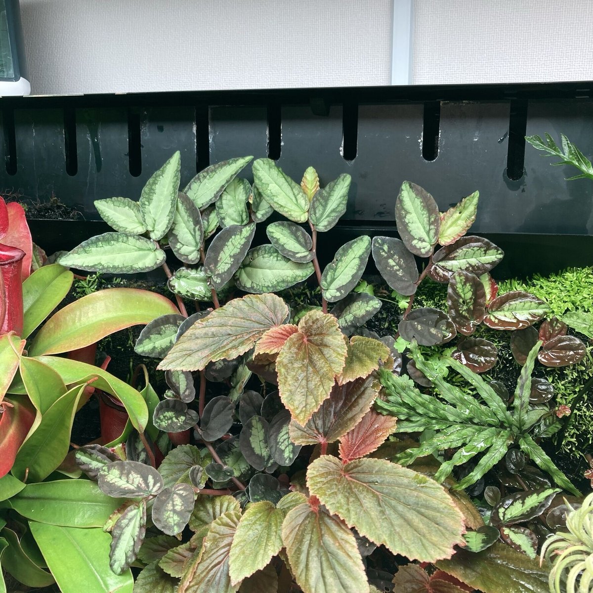 ペリオニア sp. マレーシア産 3本バラ売り | MaCO frog design