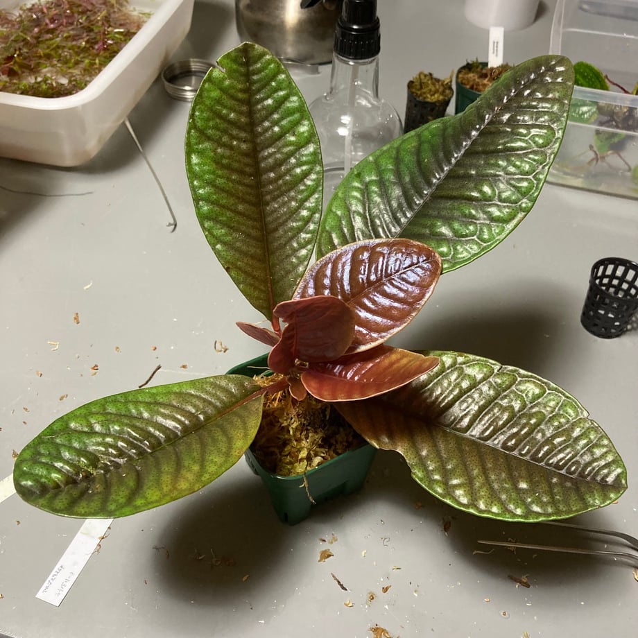 アルディシア sp.サビリット | MaCO frog design