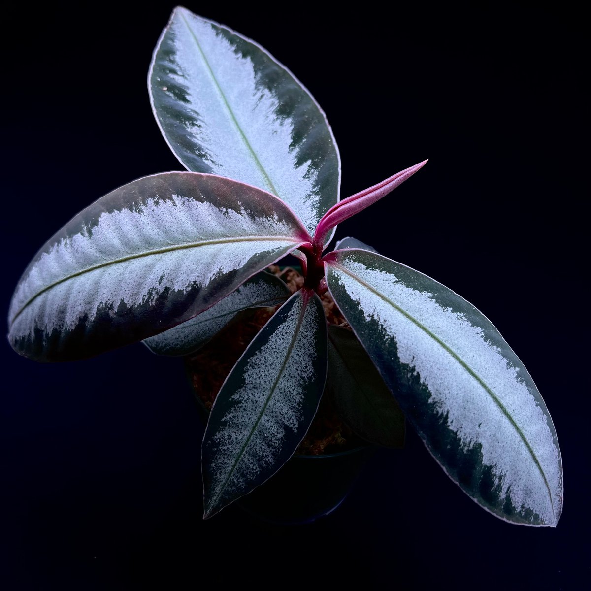 アルディシア sp. プトゥシバウ | MaCO frog design