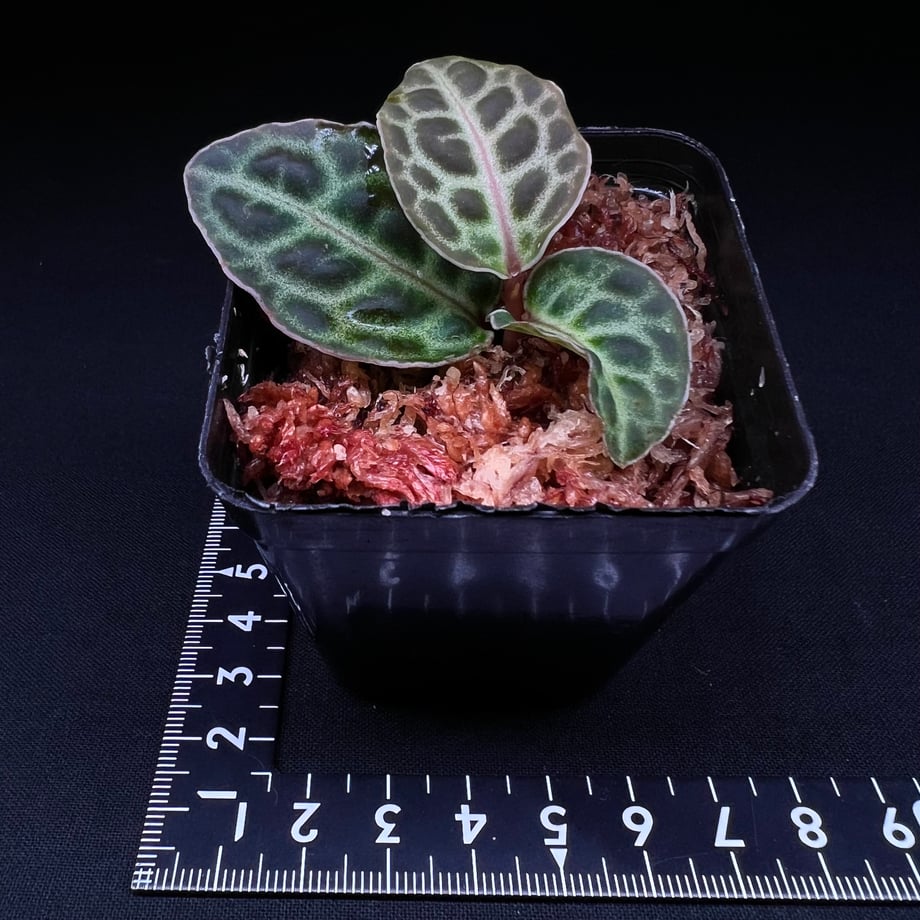 アルディシア sp. タートルバック | MaCO frog design