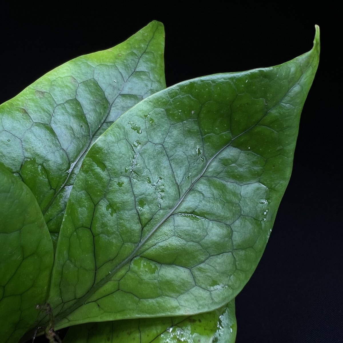 プテリドフィタ sp. エクアドル | MaCO frog design