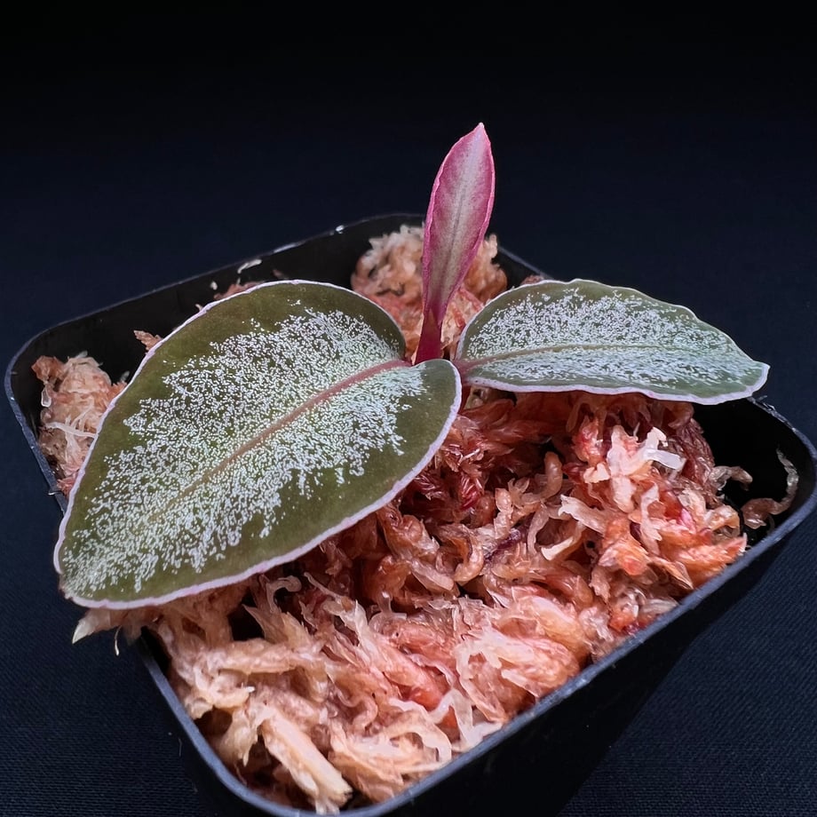 アルディシア sp. プトゥシバウ | MaCO frog design