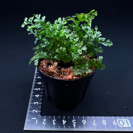 ボルビティス sp. ベビーリーフ | MaCO frog design