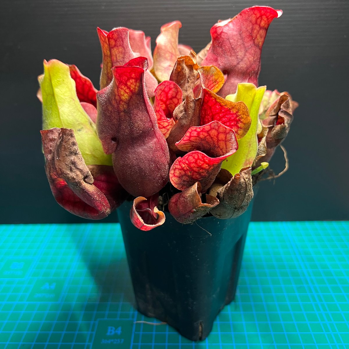 サラセニア プルプレア ベノーサ | MaCO frog design