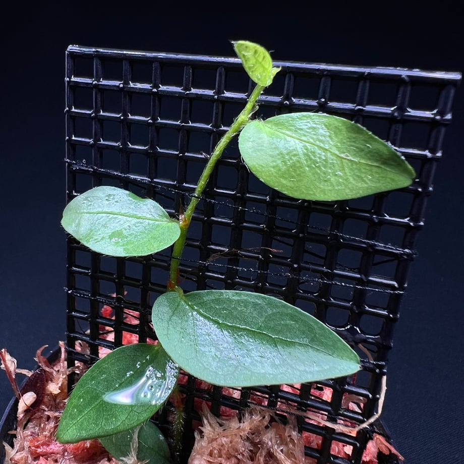 フィカス sp. ムルン ラヤ | MaCO frog design