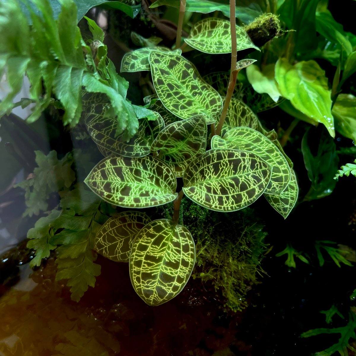 マコデスペトラ | MaCO frog design