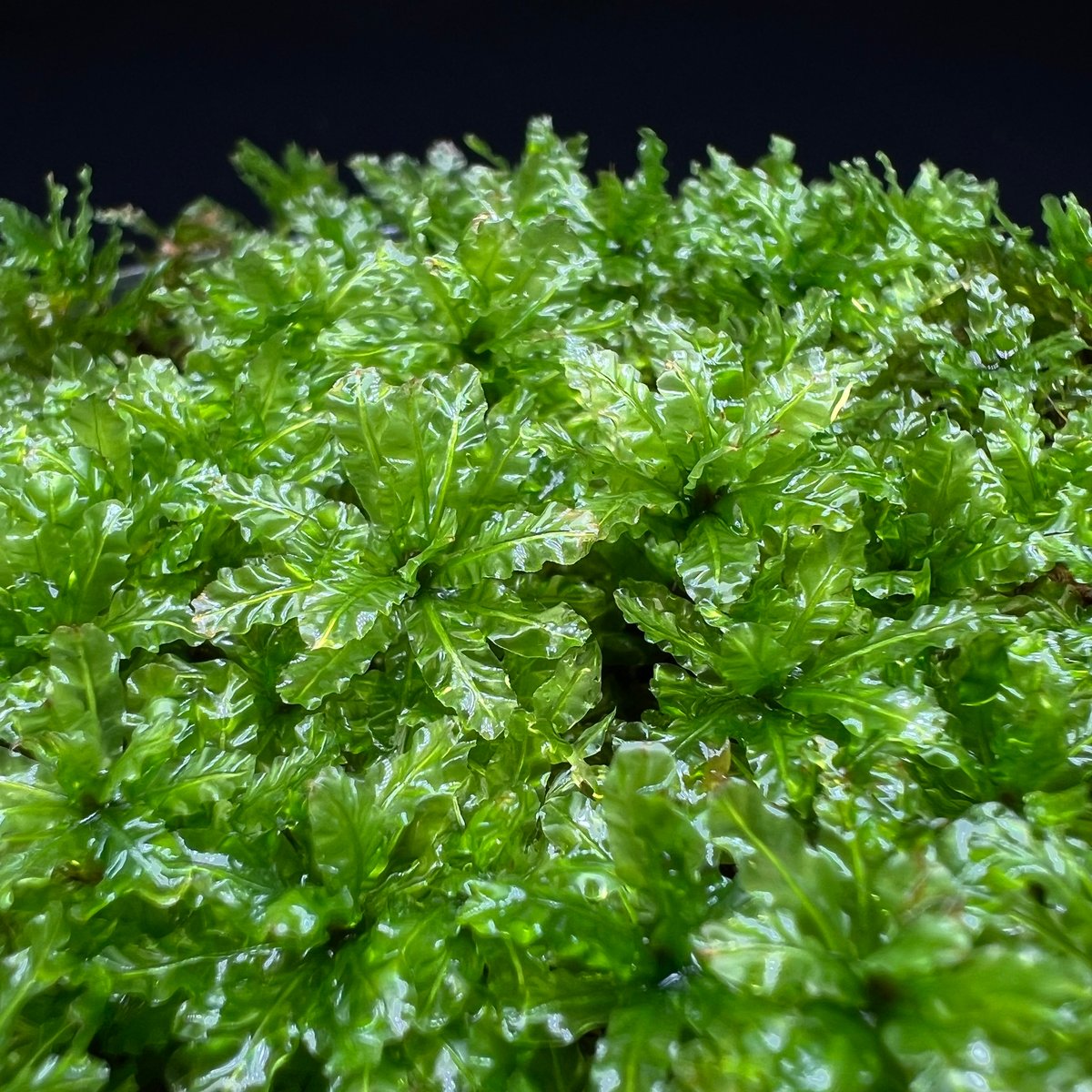 ツルチョウチンゴケ(カップ中) | MaCO frog design