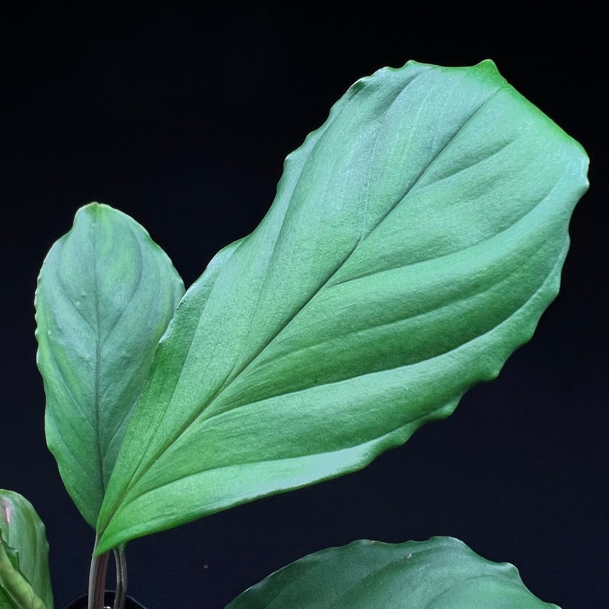 ホマロメナ sp.スカダウ | MaCO frog design