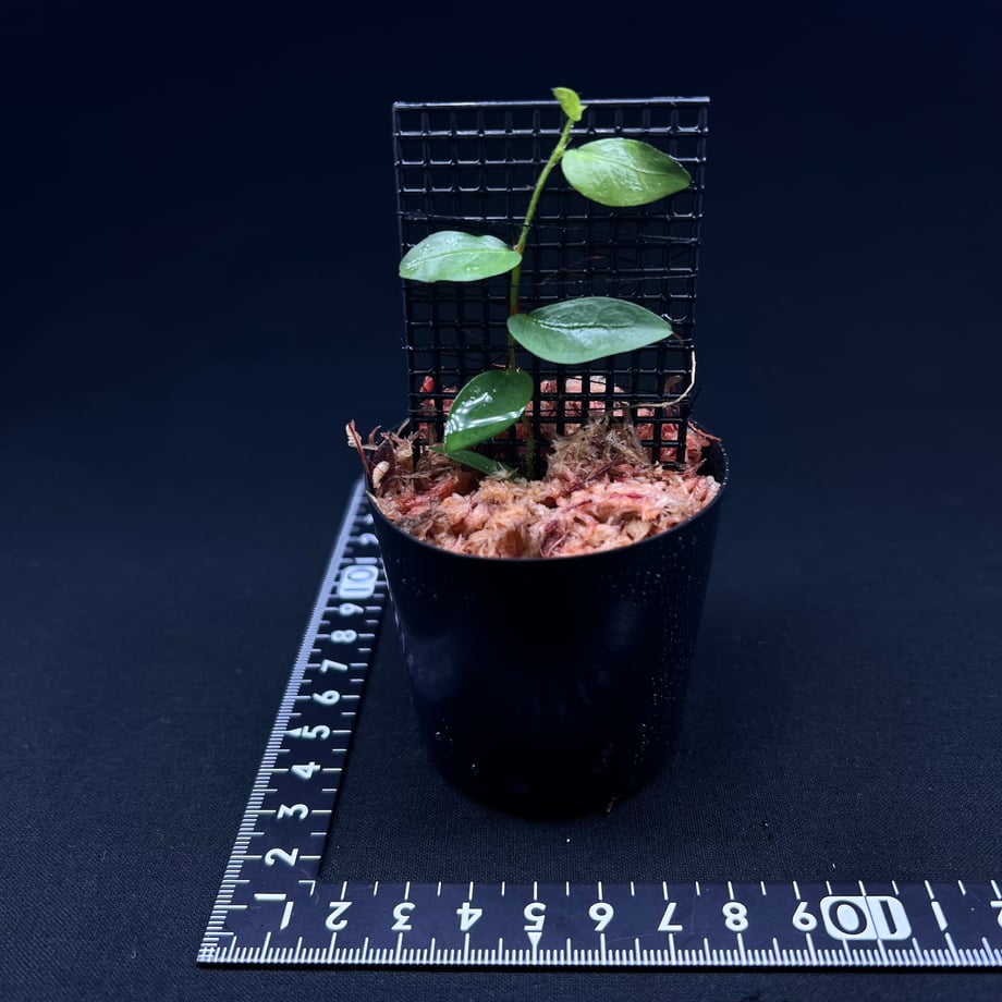 フィカス sp. ムルン ラヤ | MaCO frog design