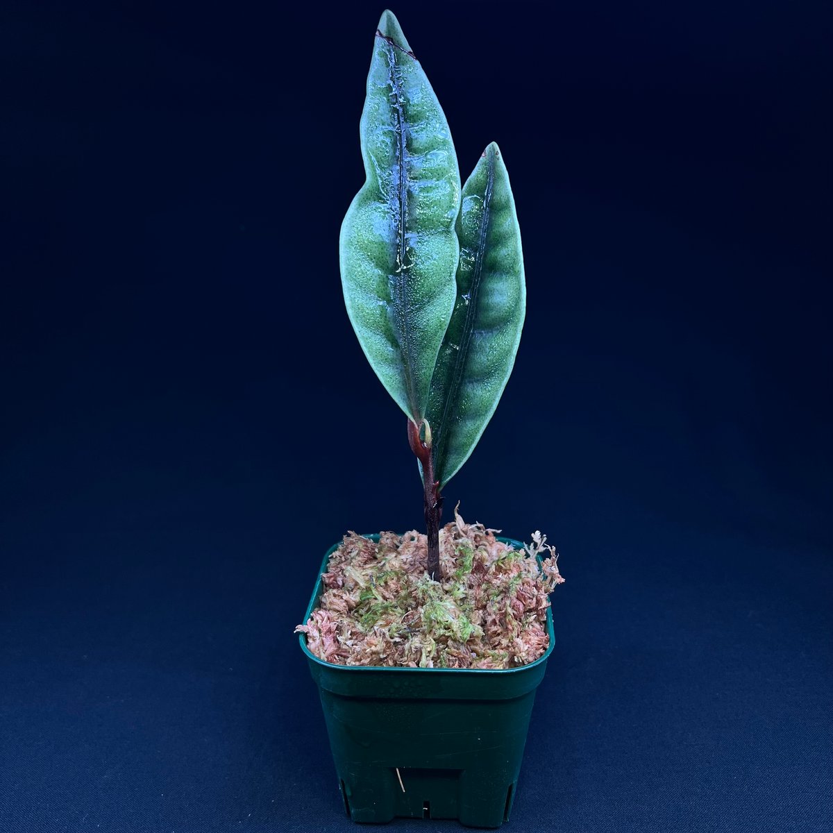 アルディシア sp. スマトラ | MaCO frog design