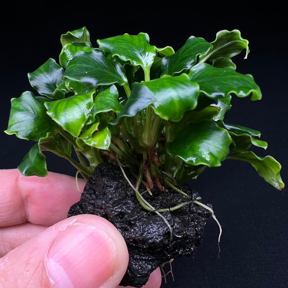 アヌビアス sp. キリン ミニ | MaCO frog design