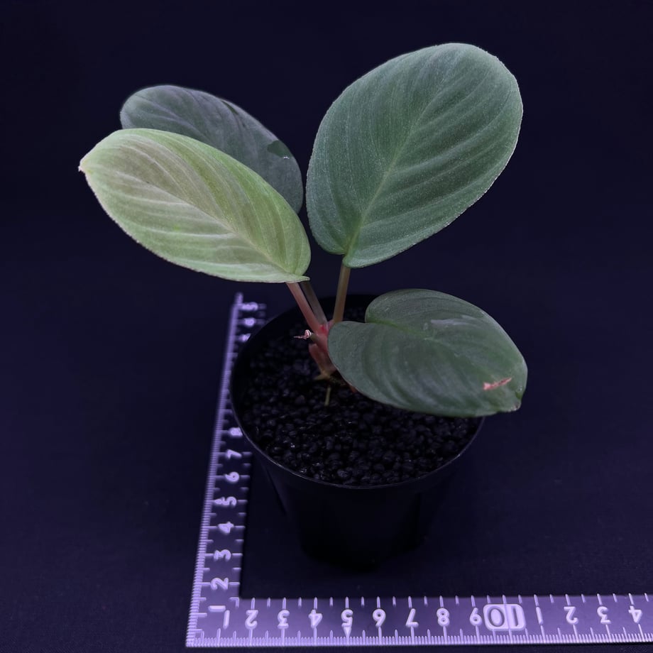 ホマロメナ sp. ベントンブラック パハン | MaCO frog design