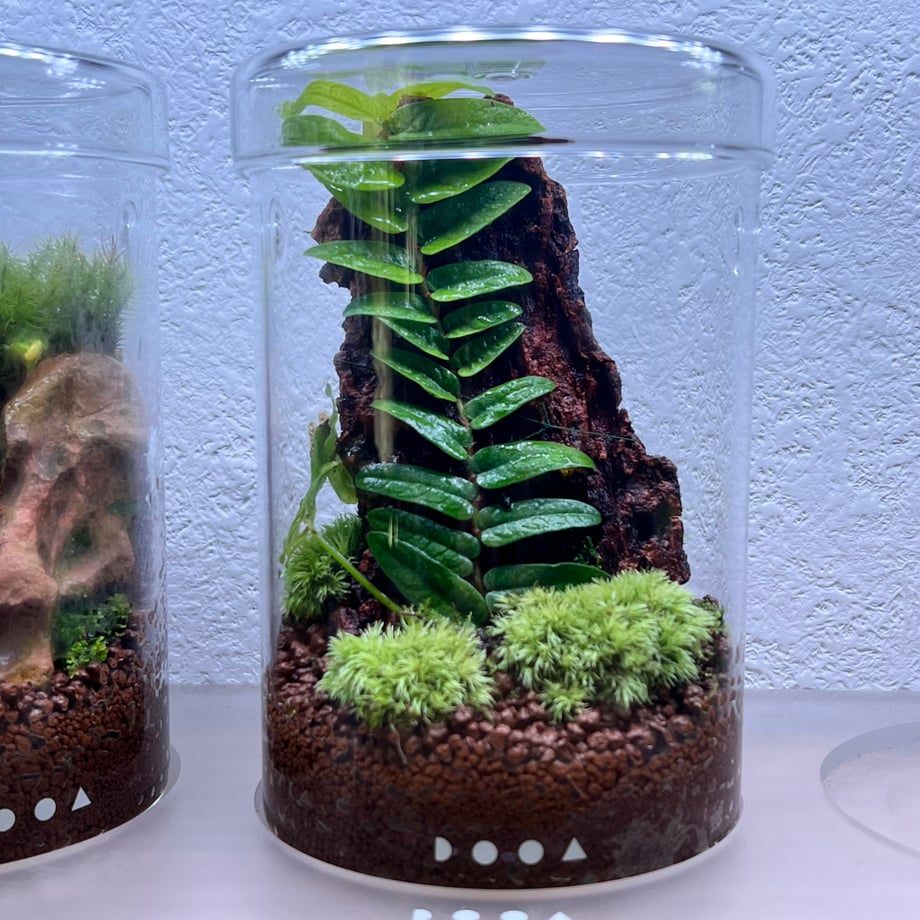 コルク樹皮 壁面向け Sサイズ | MaCO frog design