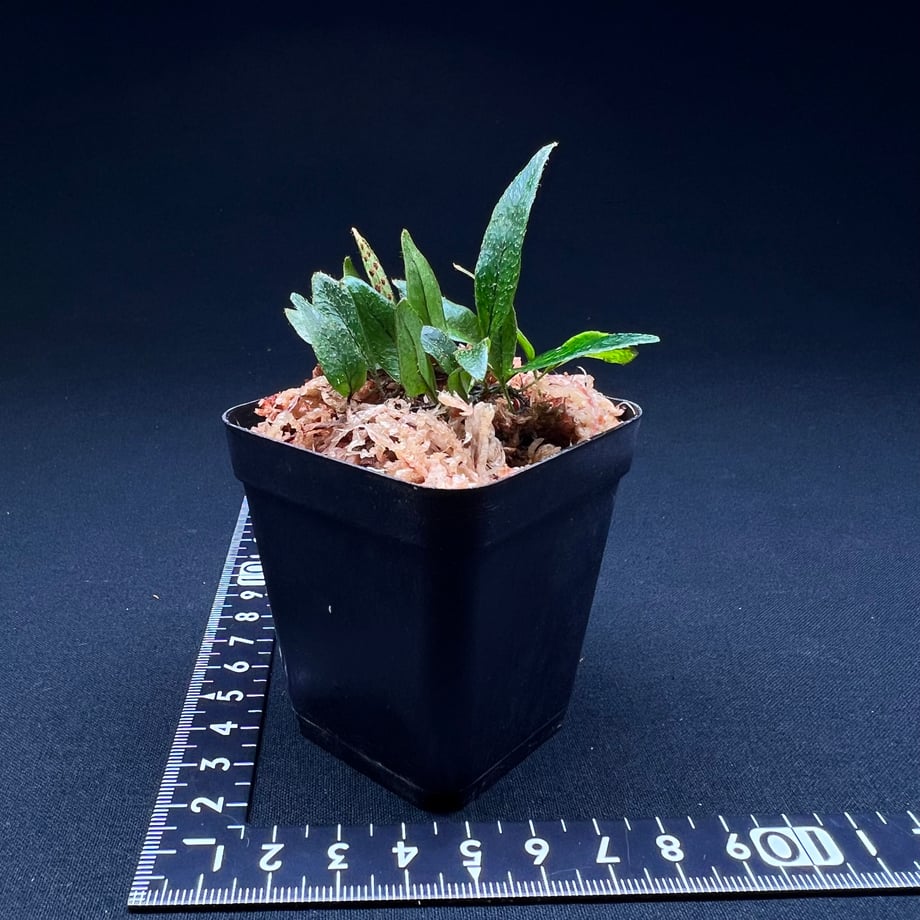 ミクログランマ sp.エクアドル | MaCO frog design