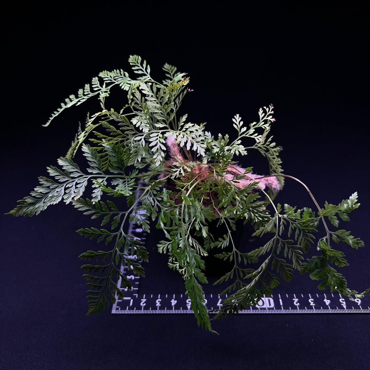 ダバリア ラビットフット | MaCO frog design