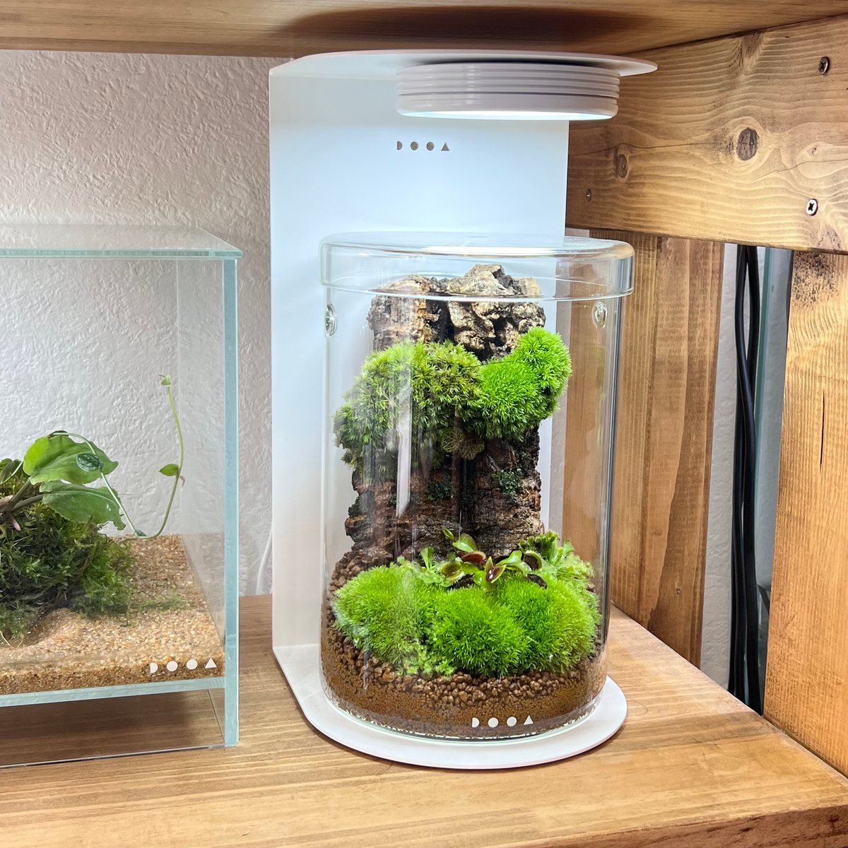 コルク樹皮 壁面向け Mサイズ | MaCO frog design