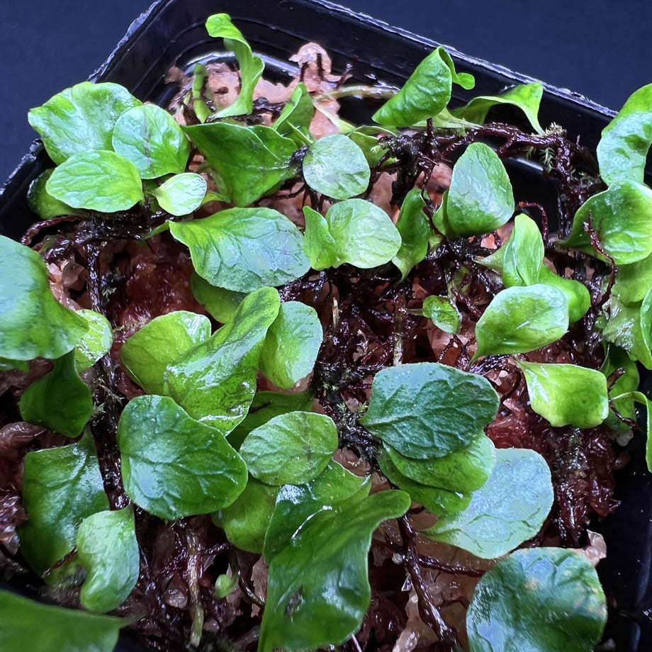 ミクログランマ ヘテロフィラ | MaCO frog design