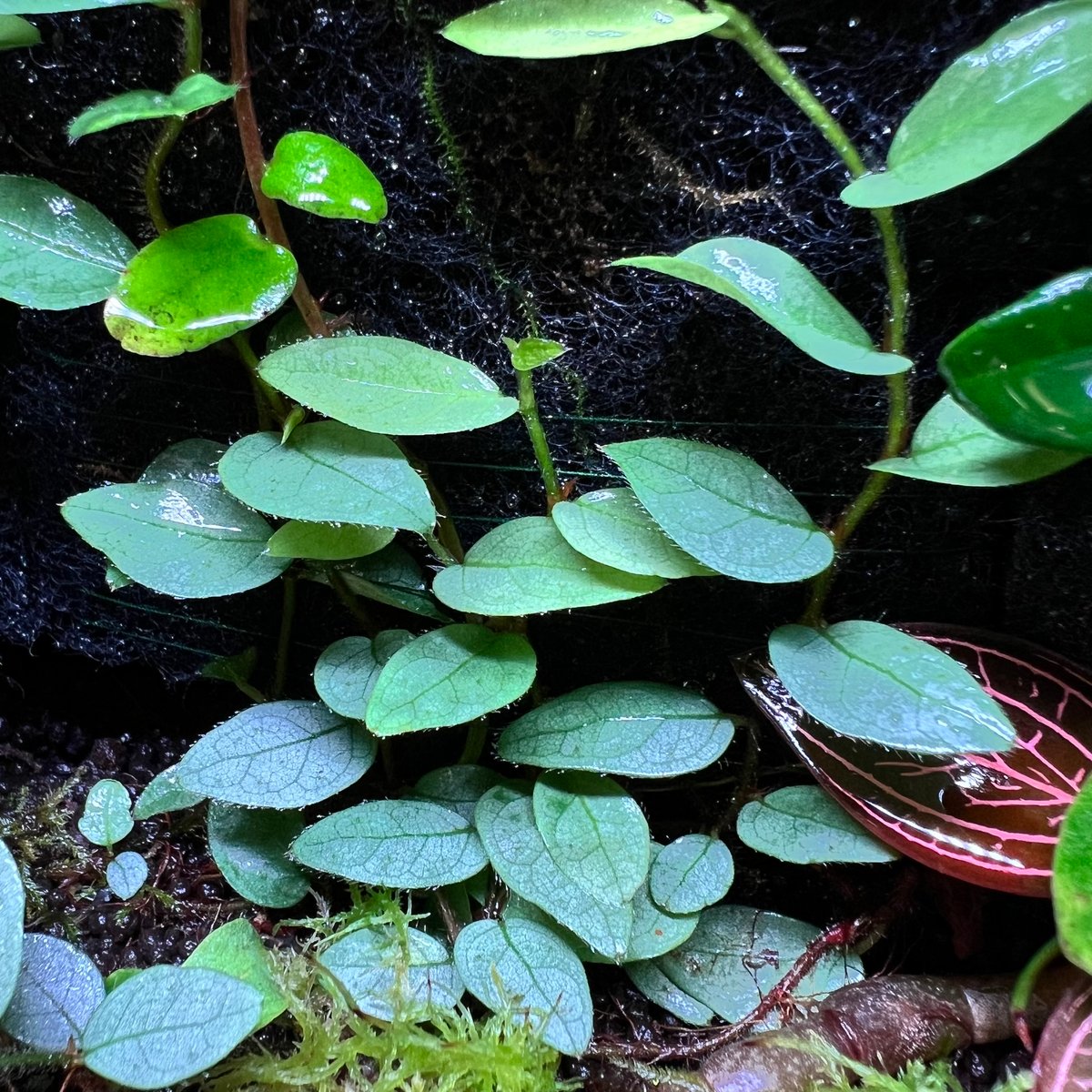 フィカス sp. ムルン ラヤ | MaCO frog design