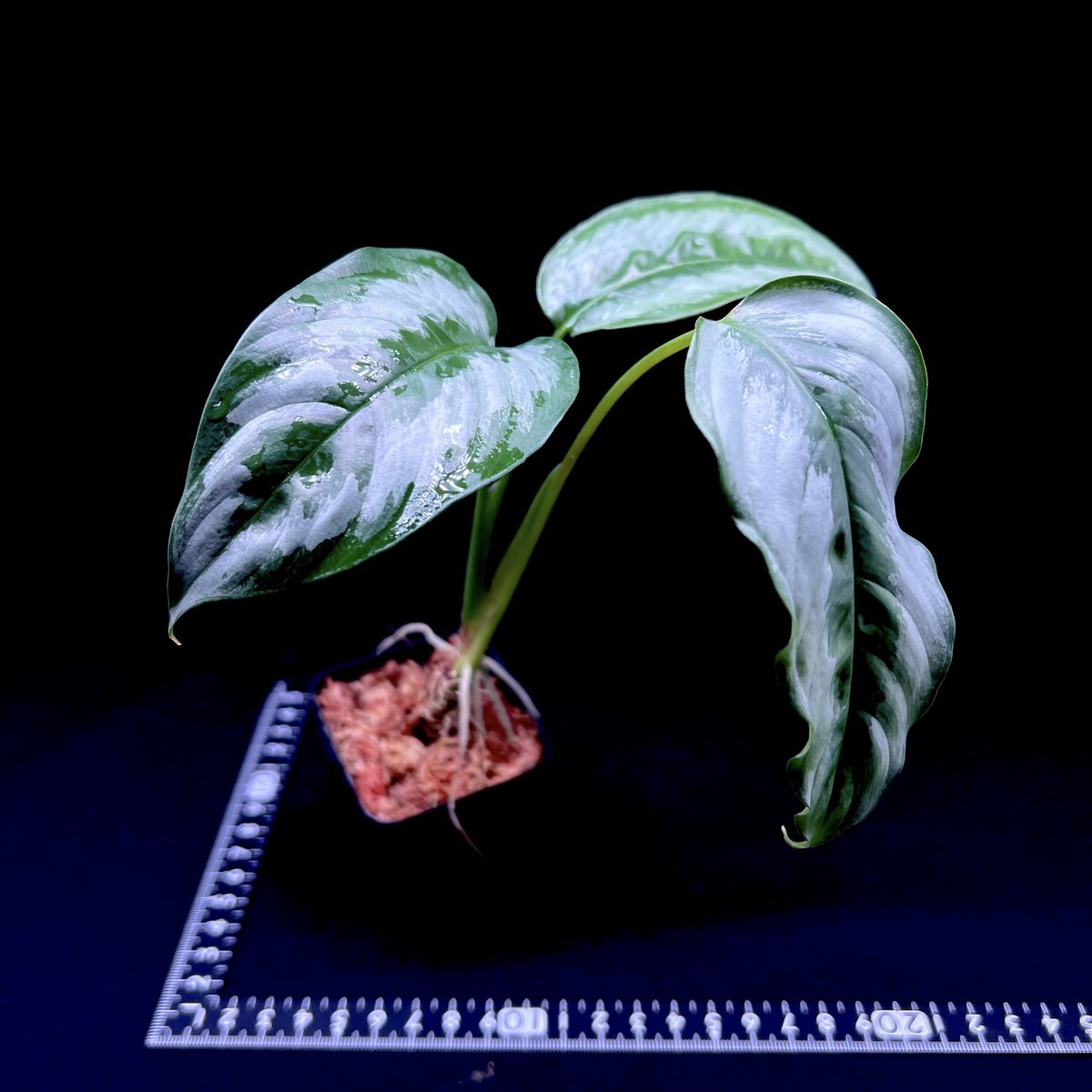 スキスマトグロッティス sp.パンガ タイランド | MaCO frog design