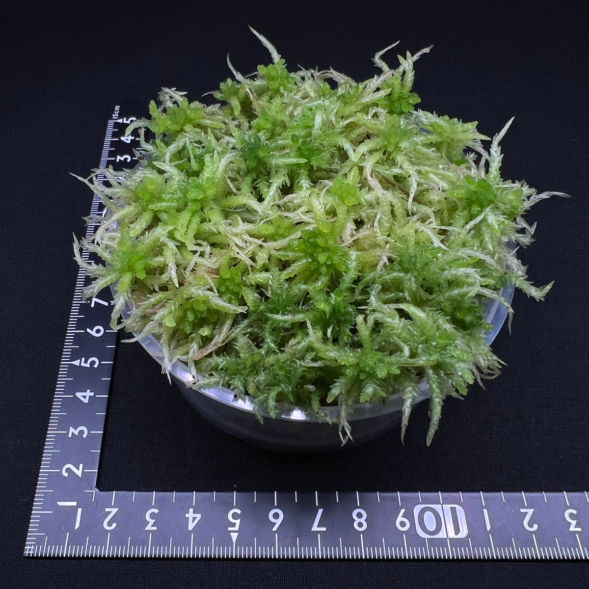 ミズゴケ(カップ中) | MaCO frog design