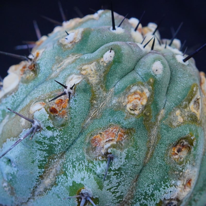 コピアポア シネレア 短刺黒王丸 Copiapoa cinerea var.unguspinu コピアポア シネレア 短刺黒王丸 Copiapoa cinerea var.unguspinu