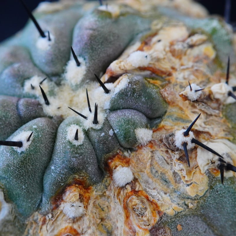 コピアポア シネレア 短刺黒王丸 Copiapoa cinerea var.unguspinu コピアポア シネレア 短刺黒王丸 Copiapoa cinerea var.unguspinu