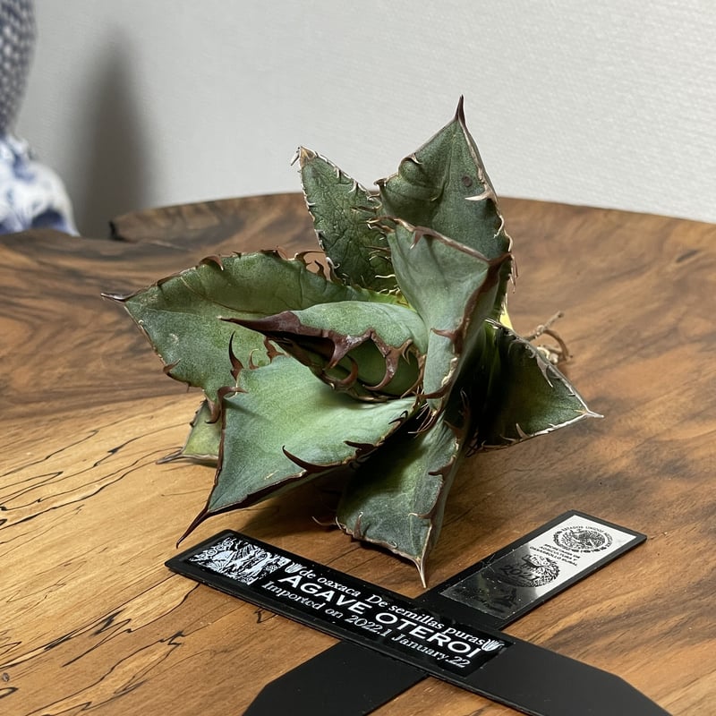 Agave oteroi (from Oaxaca) No. 0145 COYOTE PLAN Agave oteroi (from Oaxaca) No. 0145 COYOTE PLAN