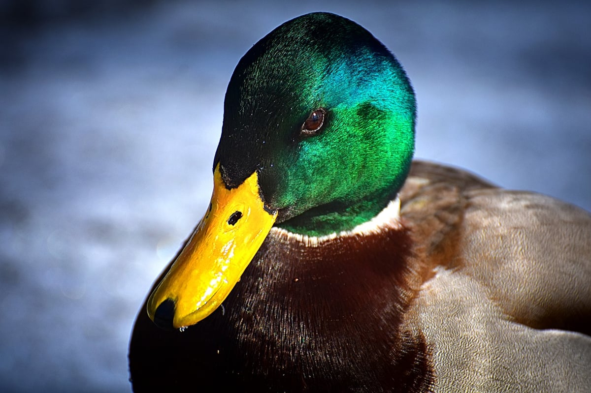 Do The Funky Mallard | World Technique's STORE