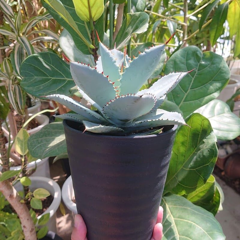 アガベ ピグマエア ドラゴントゥース Agave pygmaea Dragontoes アガベ ピグマエア ドラゴントゥース Agave pygmaea Dragontoes