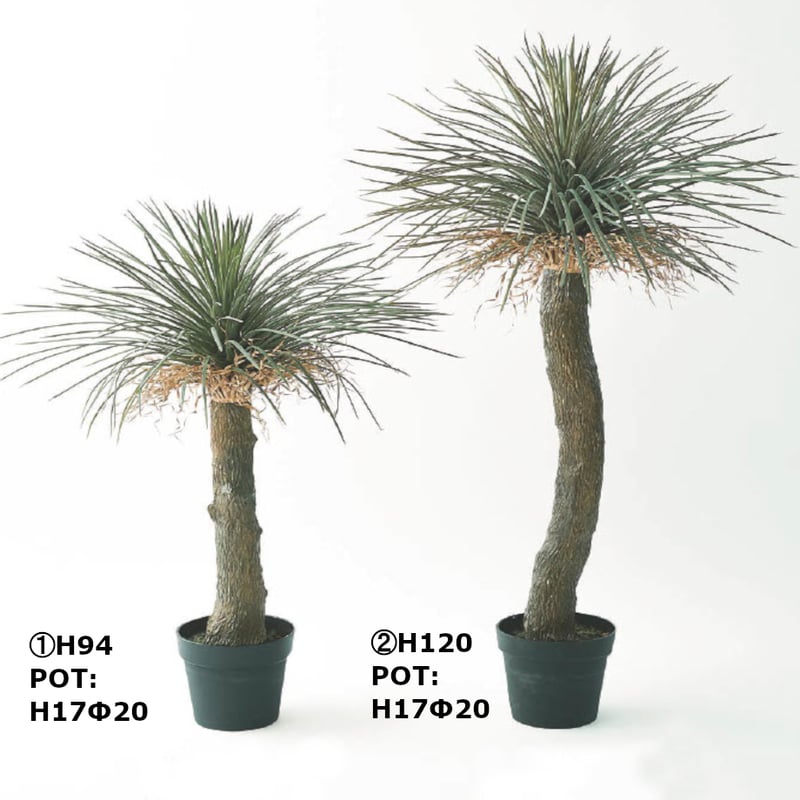 引き取り限定】ユッカ 物凄い ロストラータ2頭 (樹高:約120cm 引き取り限定】ユッカ 物凄い ロストラータ2頭 (樹高:約120cm