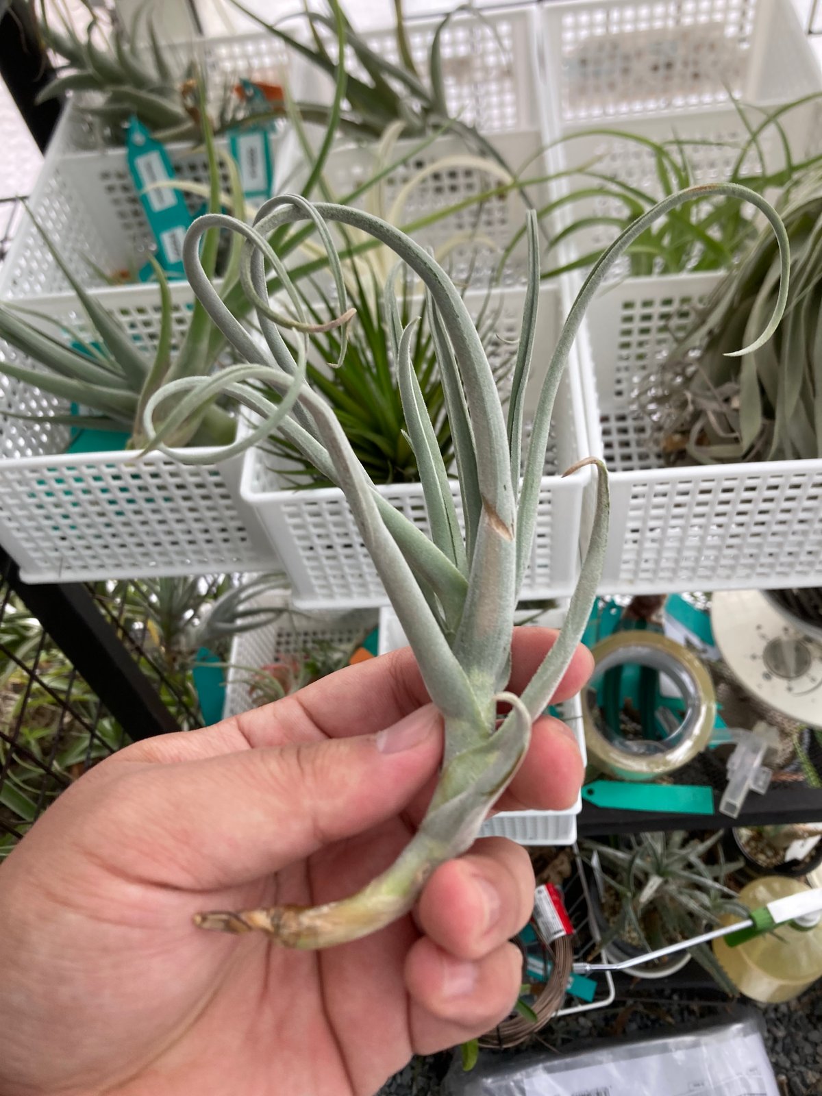 T.duratii vivipara | 【Good Field】エアープランツ専門店