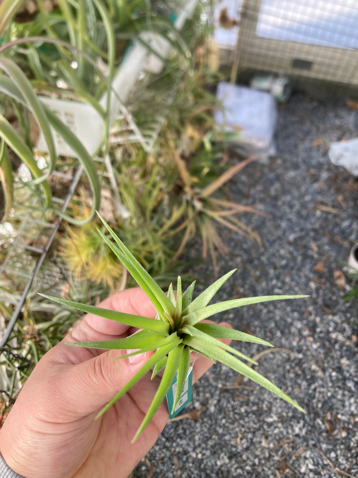 Ꭲ.Pang's Crown (ionantha × streptophylla) | 【Go...