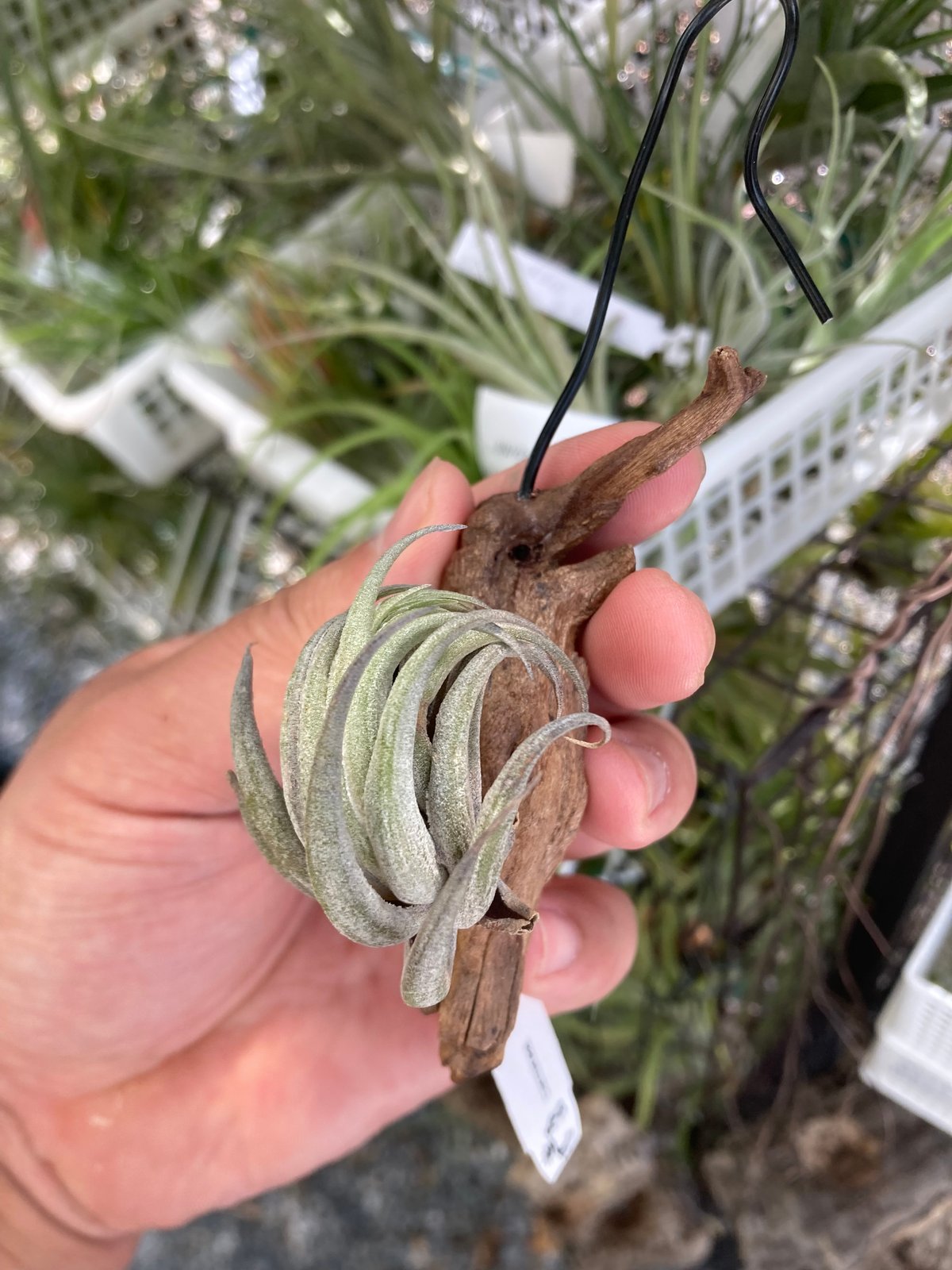 Ꭲ.carminea | 【Good Field】エアープランツ専門店