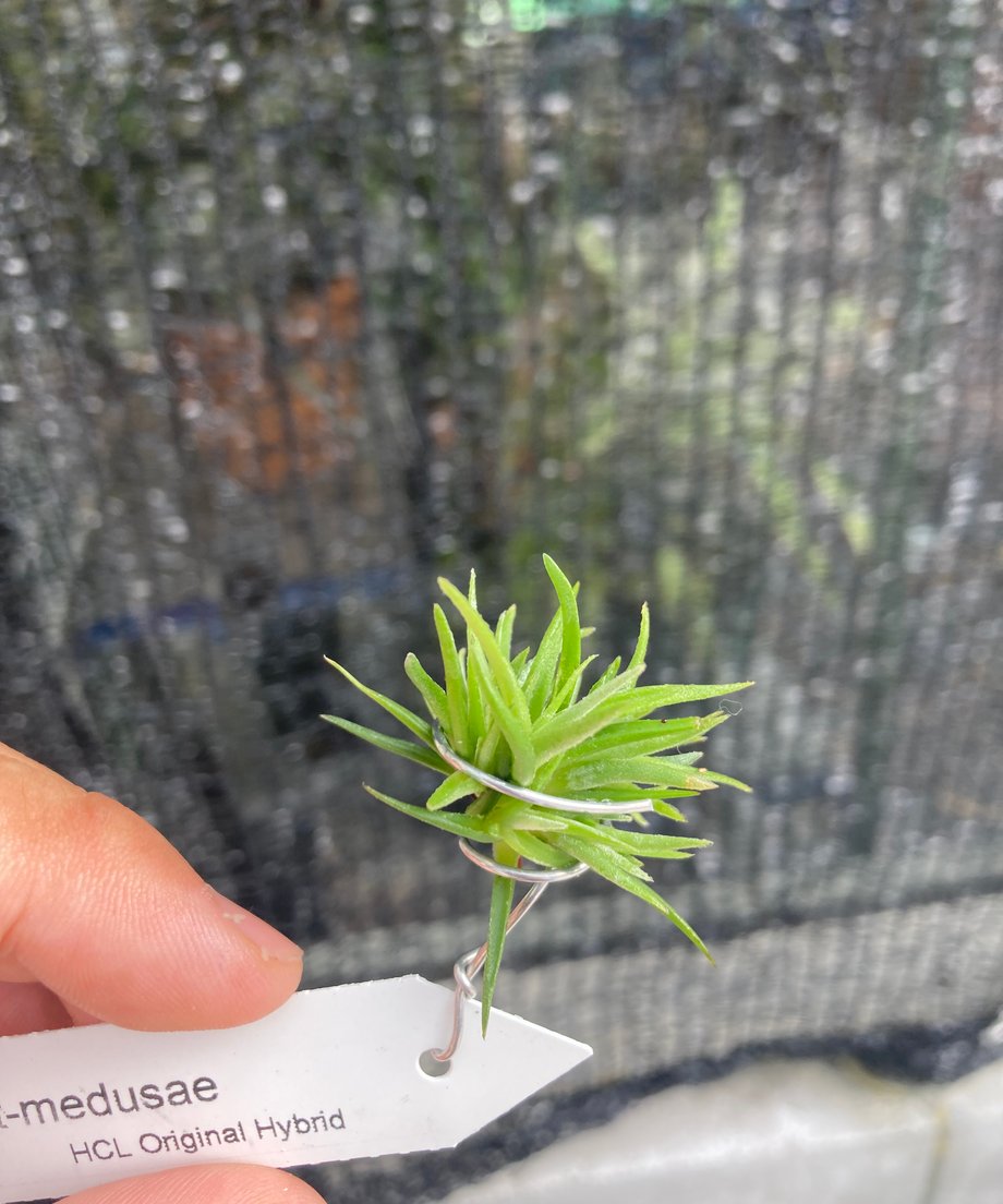 Ꭲ.barfussii x T.caput-medusae | 【Good Field】エアー...