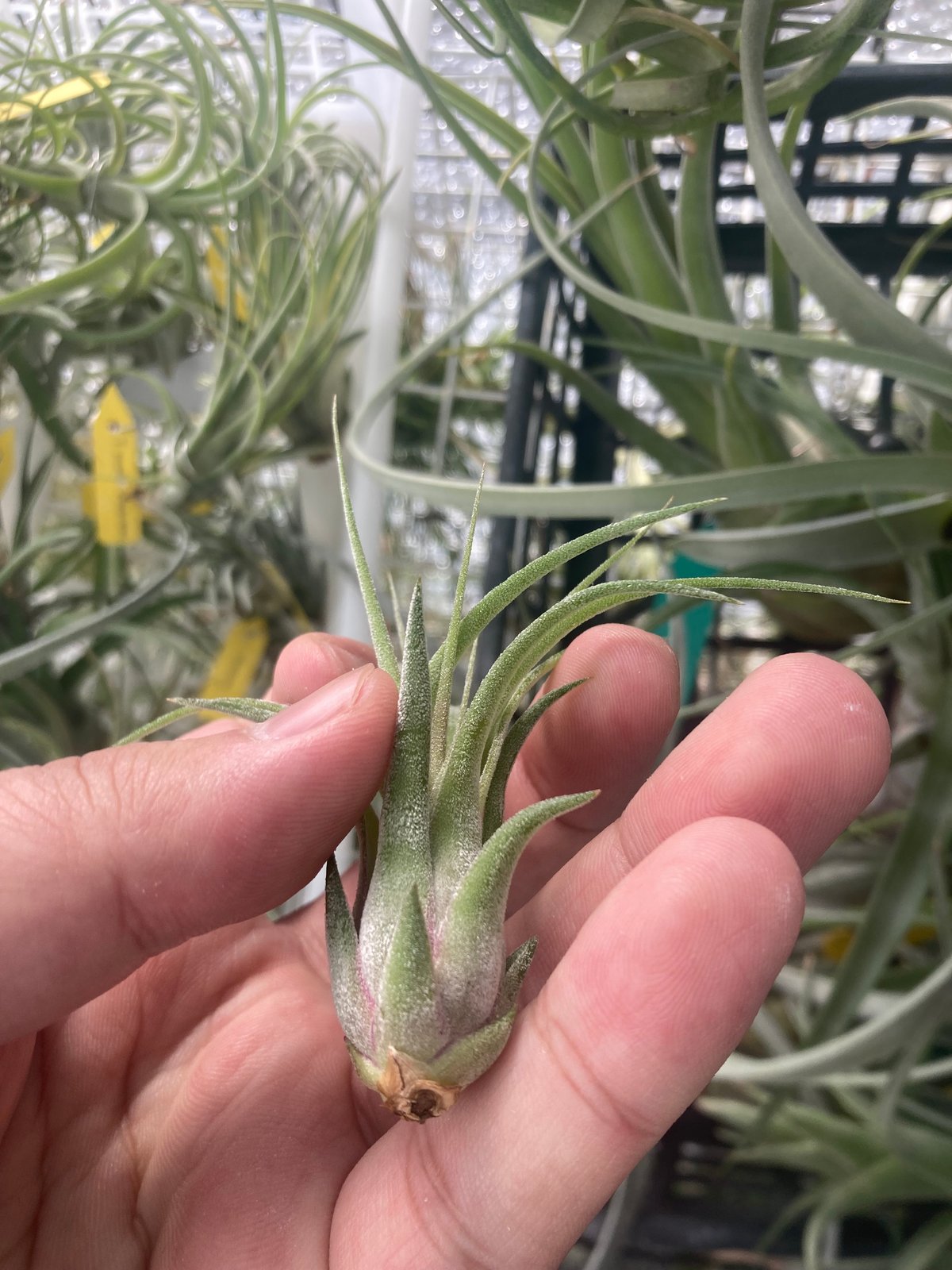 Ꭲ.Pang's Crown (ionantha × streptophyla) | 【Goo...